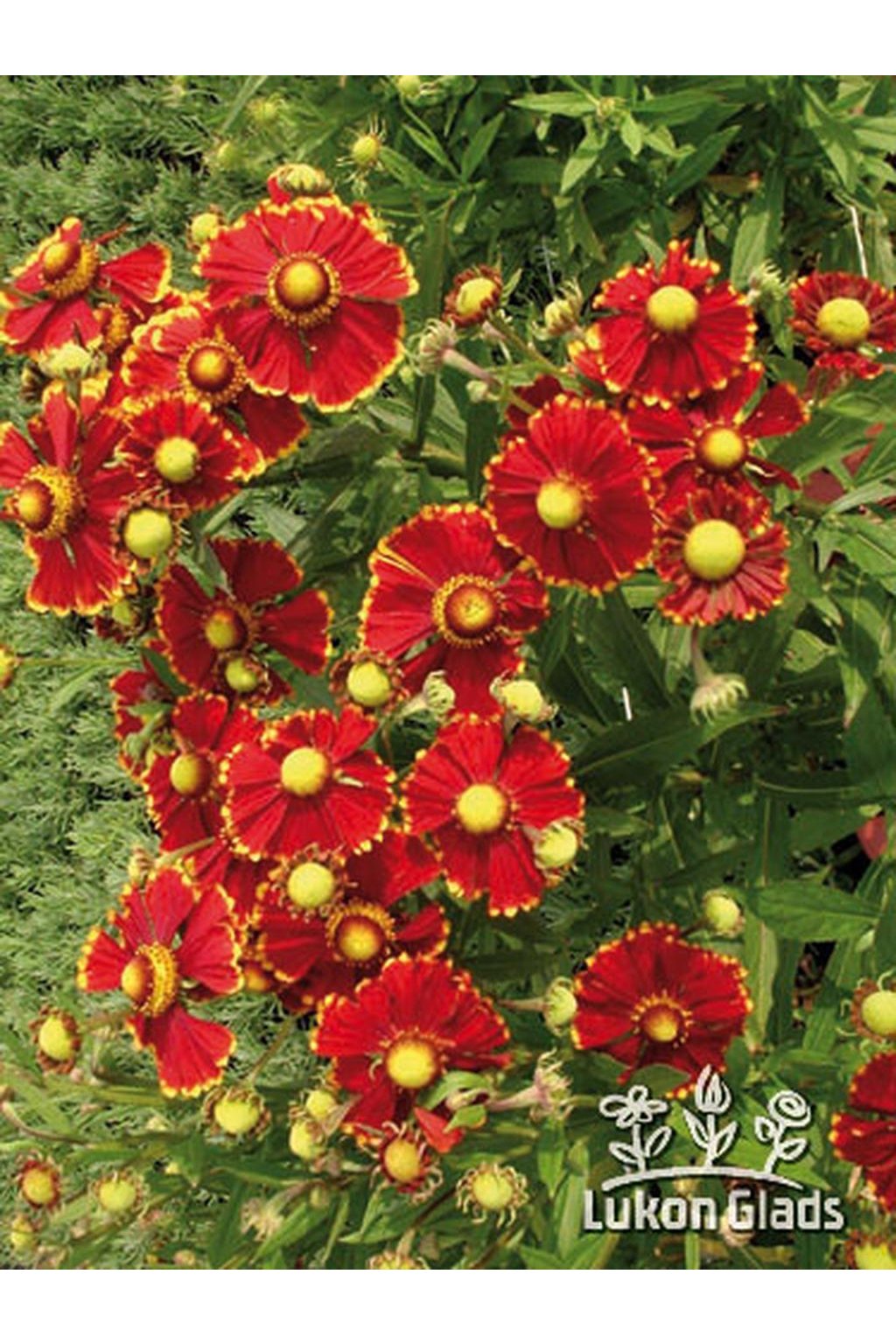Helenium autumnale HELENA RED SHADES - Lukon Glads s.r.o.