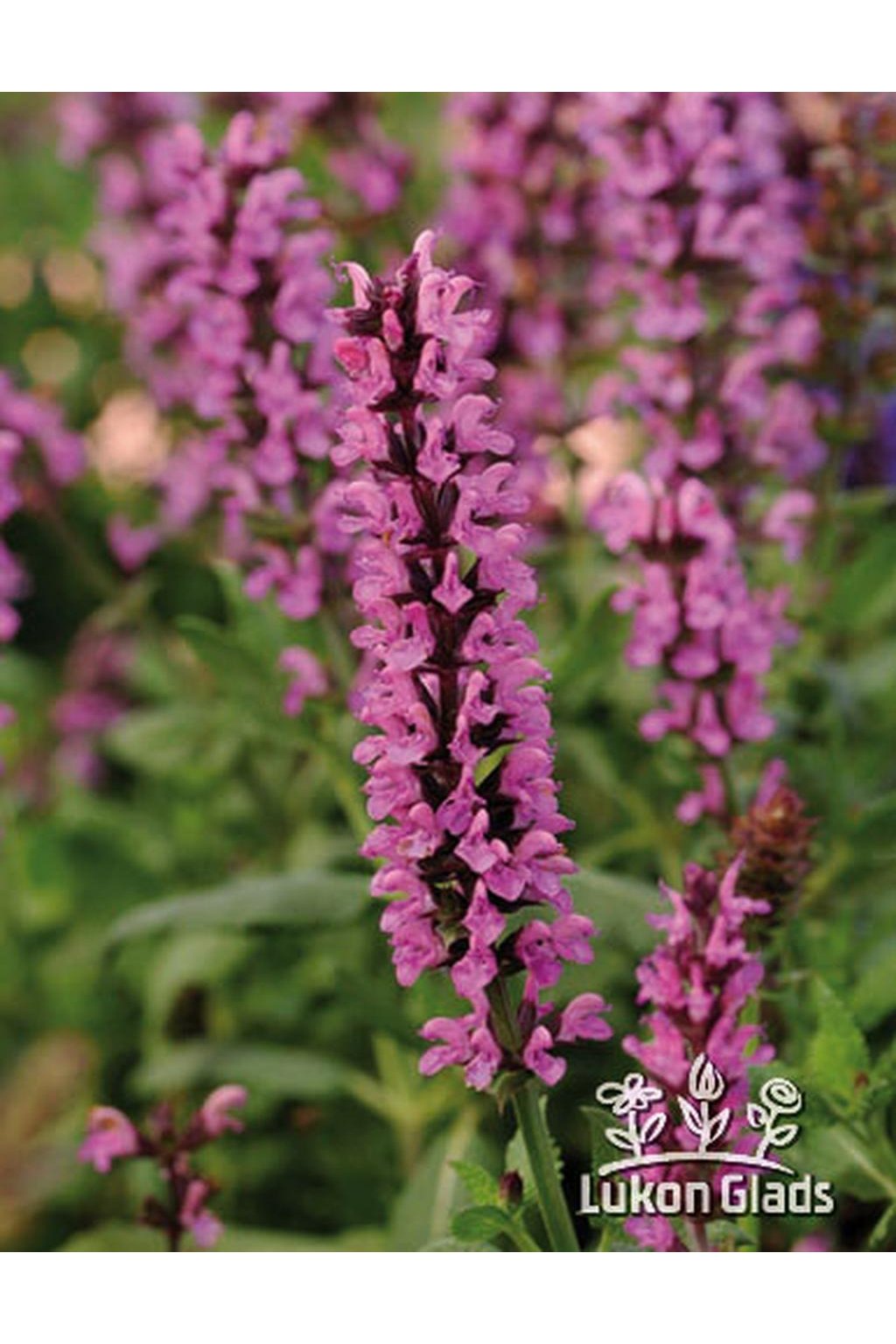 Salvia superba NEW DIMENSION ROSE - Lukon Glads s.r.o.