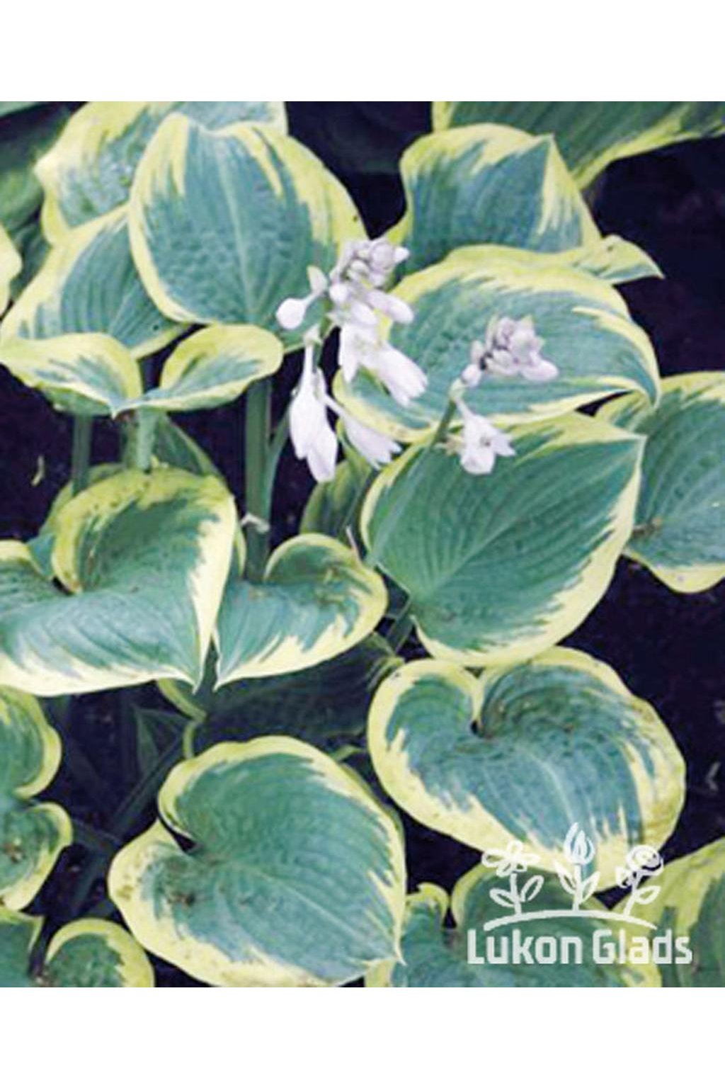 Hosta LAKESIDE RHAPSODY - Lukon Glads s.r.o.