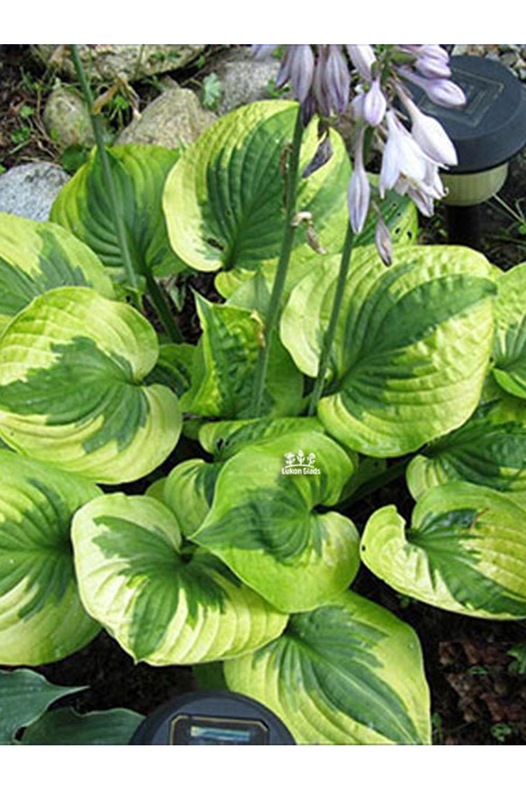 Hosta SUMMER LOVIN - Lukon Glads s.r.o.
