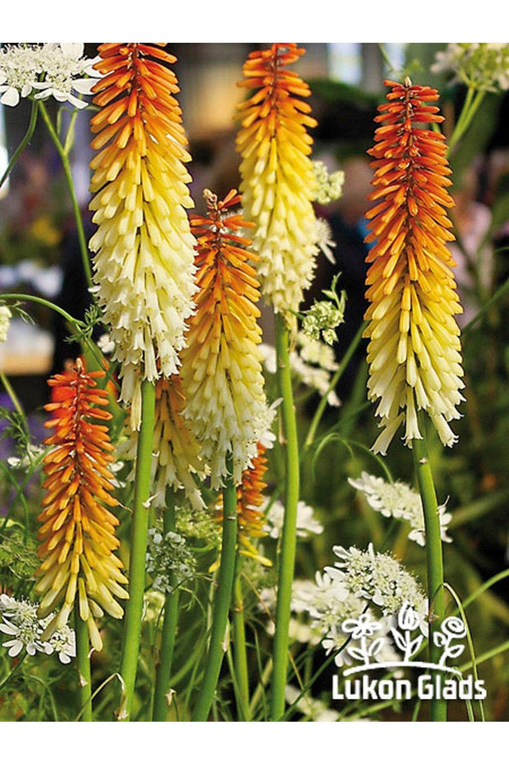 Kniphofia TOFFEE NOSED - Lukon Glads s.r.o.