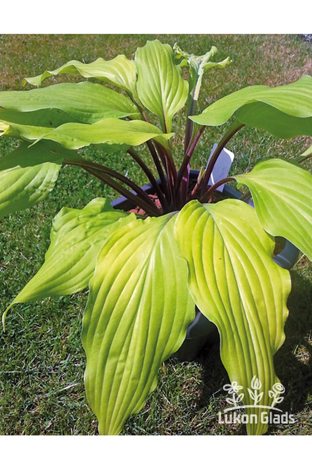 Hosta LIPSTICK BLOND - Lukon Glads s.r.o.