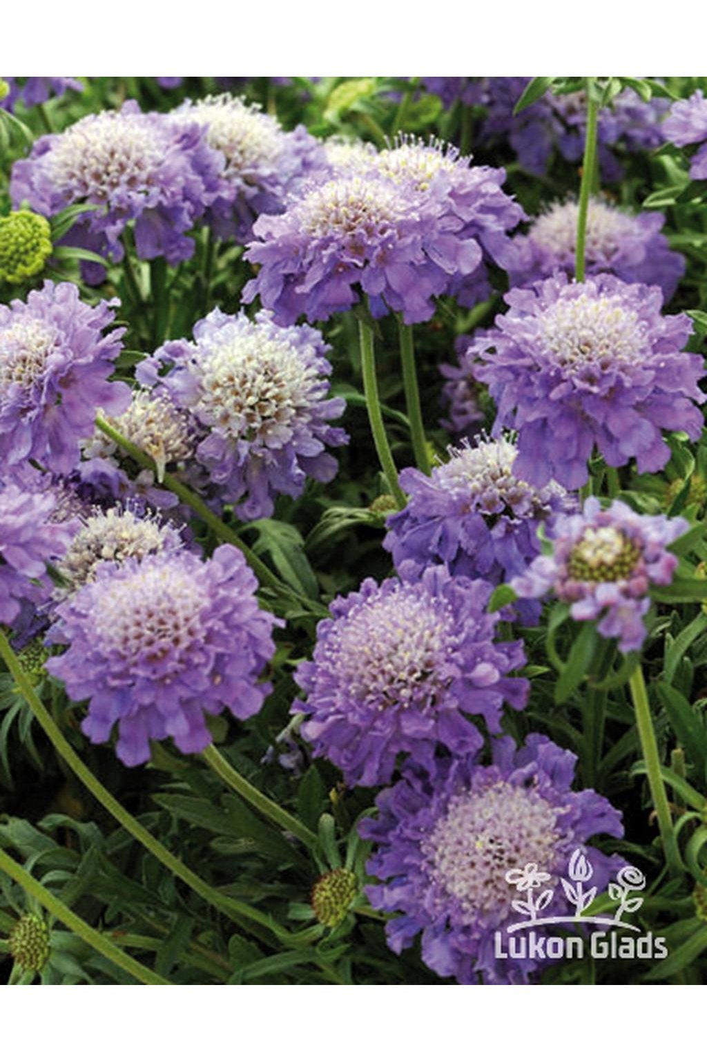 SCABIOSA - "Hlaváč" - Lukon Glads s.r.o.