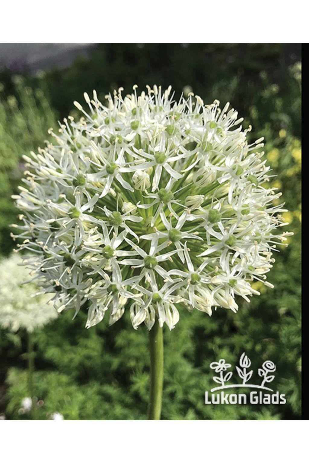 Alium MONT BLANC - Lukon Glads s.r.o.