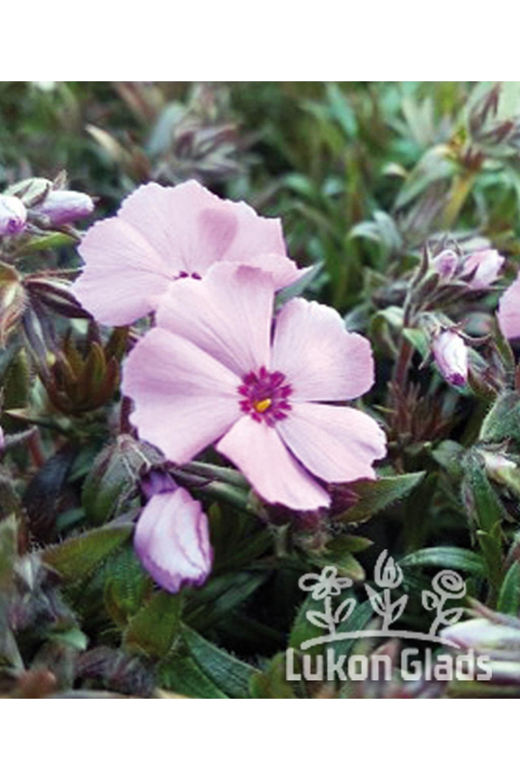 PHLOX - "Plamenka, flox " - Lukon Glads s.r.o.