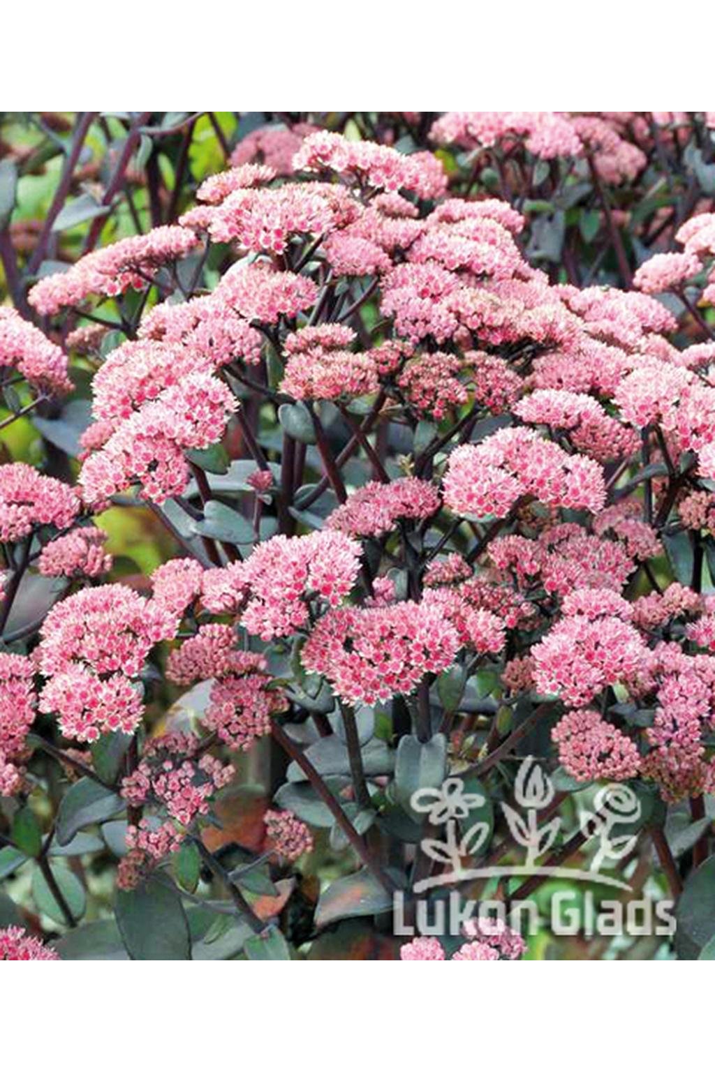 Sedum telephium KARFUNKELSTEIN - Lukon Glads s.r.o.