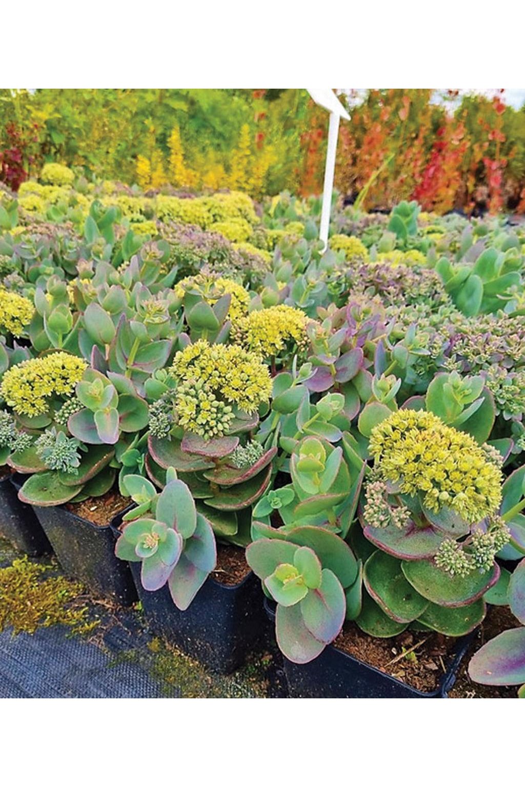 Sedum telephium YELLOW DELICAT - Lukon Glads s.r.o.