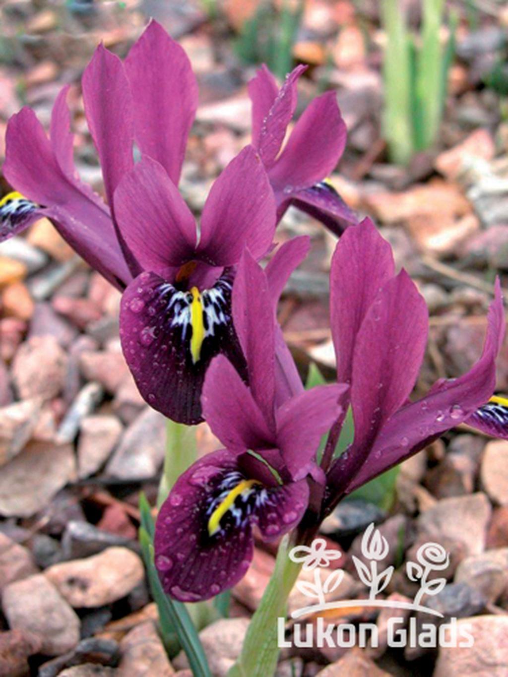 Iris reticulata GEORGE - kosatec, kosatčík - Lukon Glads s.r.o.
