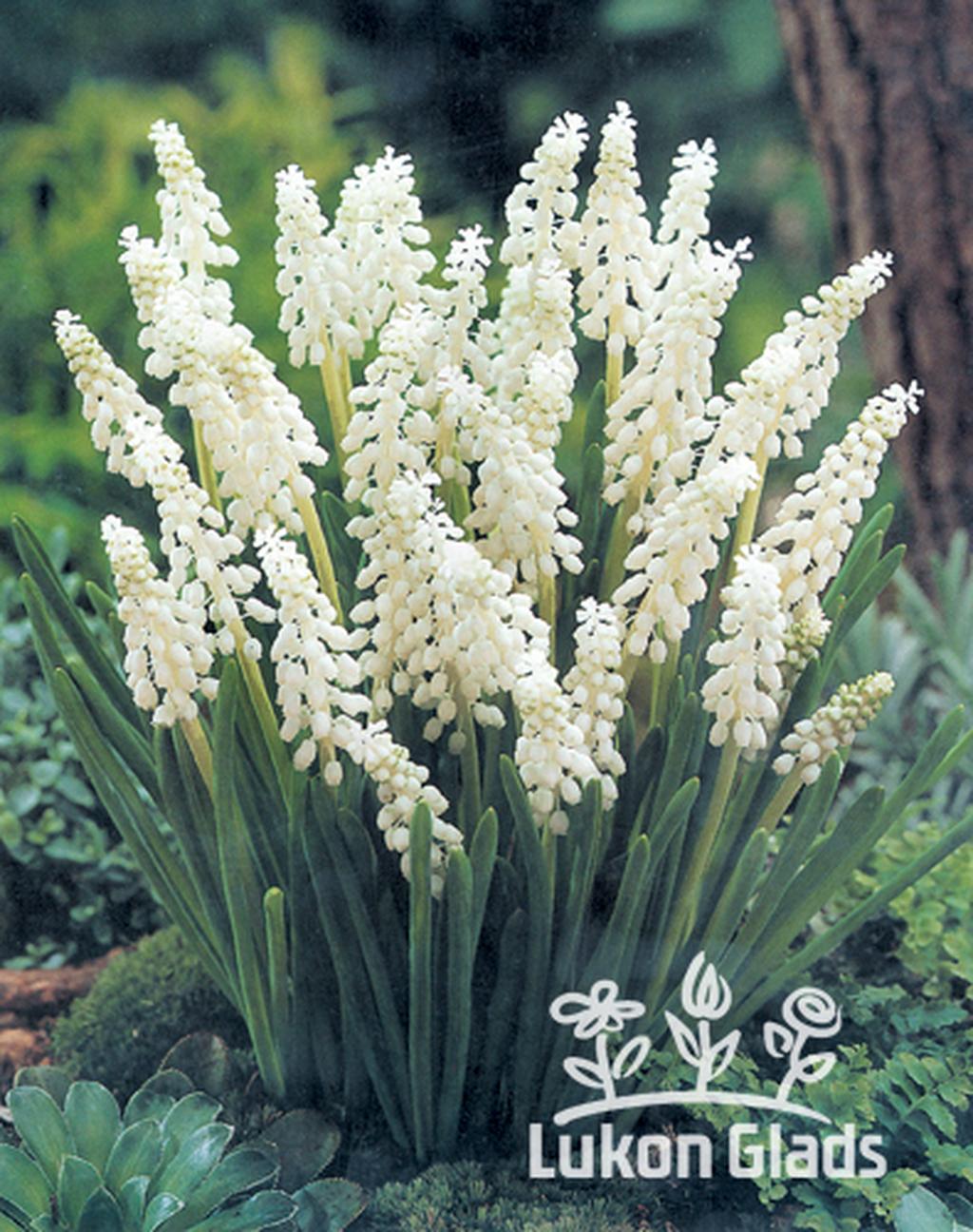 Muscari botryoides album - modřenec širolistý - Lukon Glads s.r.o.
