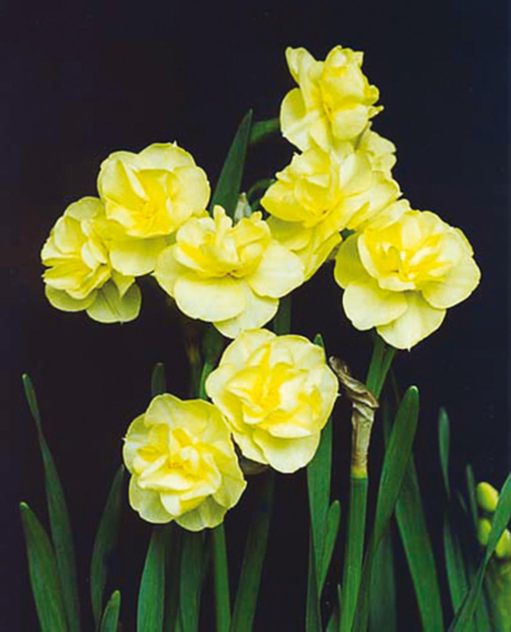 Narcis YELLOW CHEERFULNESS - narcissus - Lukon Glads s.r.o.