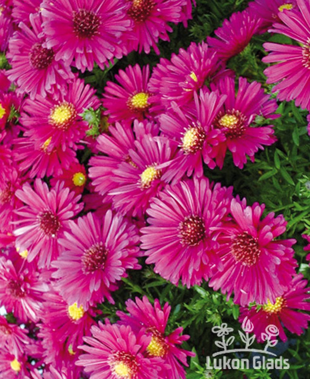 Aster dumosus JENNY - hvězdnice keříčkovitá, astra - Lukon Glads s.r.o.