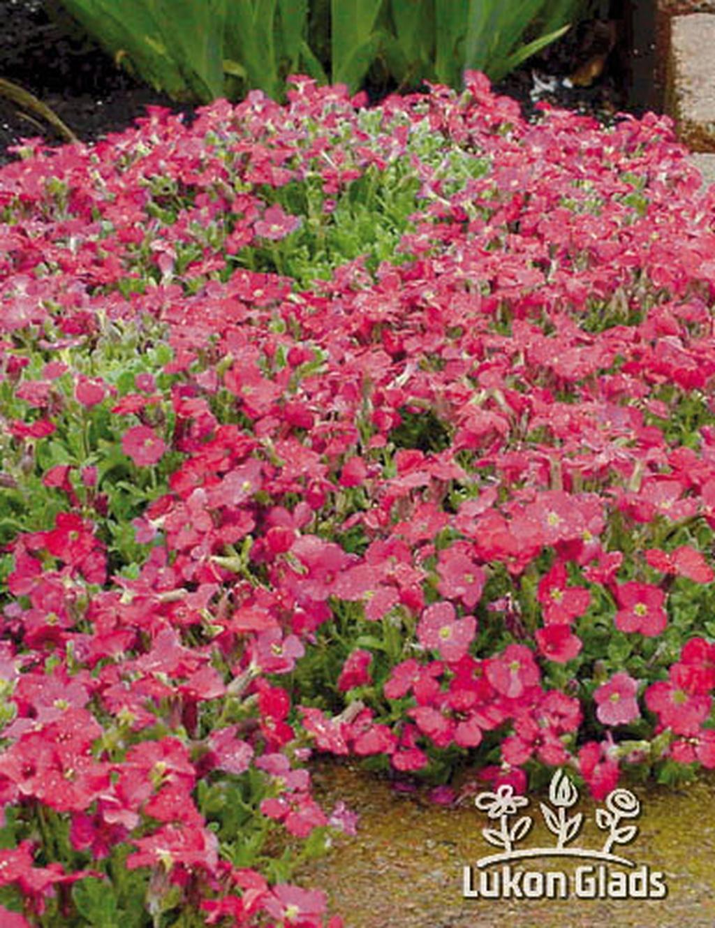 Aubrieta deltoidea CASCADE RED - tařička - Lukon Glads s.r.o.