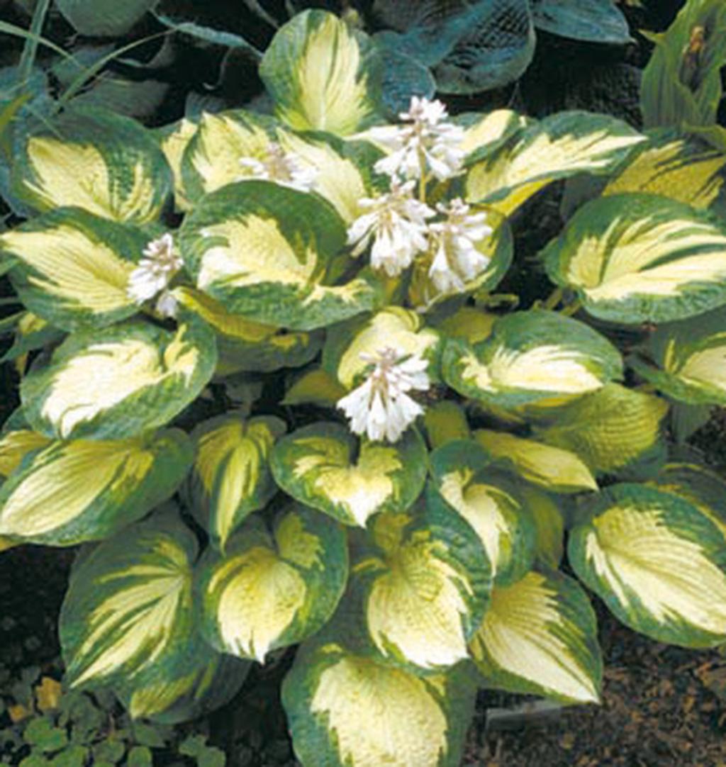 Hosta GREAT EXPECTATIONS - Lukon Glads s.r.o.