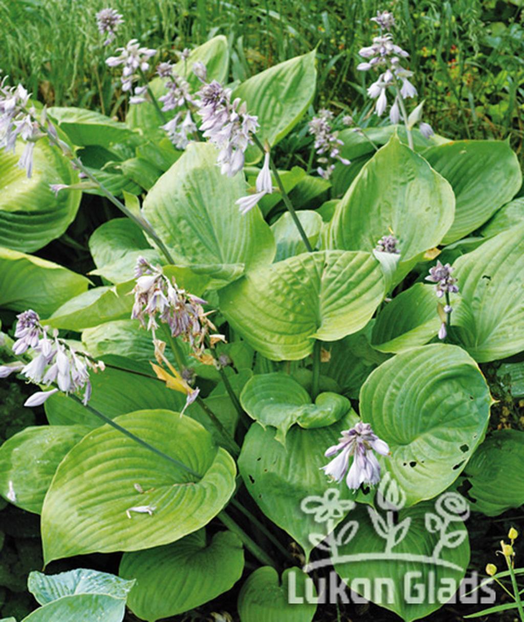 Hosta SUM & SUBSTANCE - bohyška, funkie - Lukon Glads s.r.o.