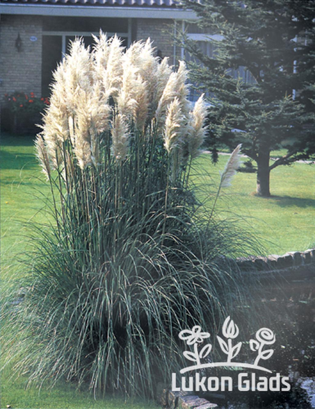 Cortaderia selloana WHITE FEADER - kortadérie, pampová tráva - Lukon ...