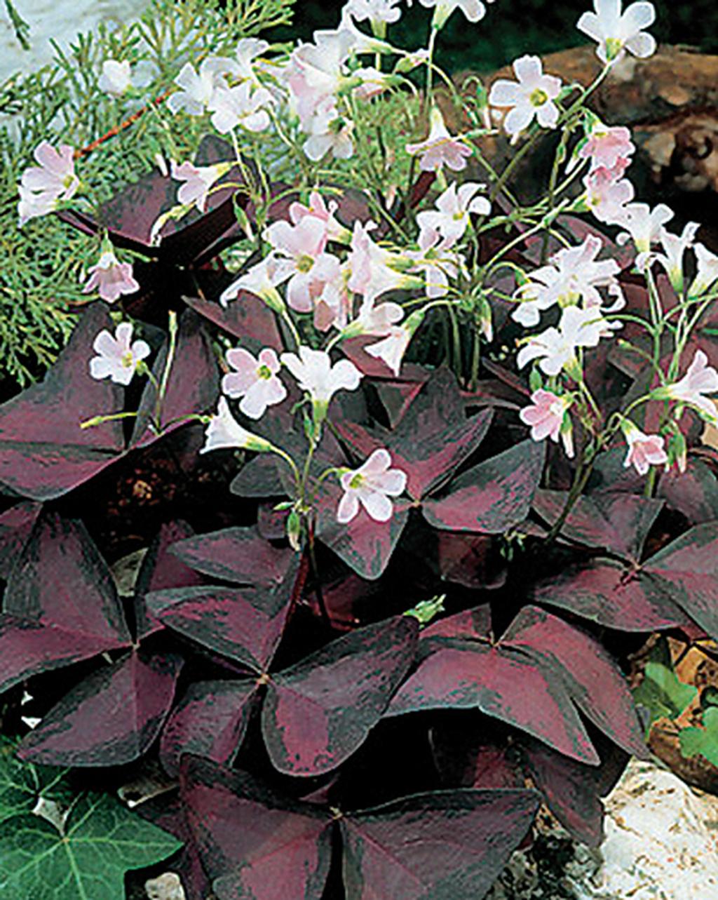 Oxalis triangularis - šťavel - NAHRNKOVANÝ - Lukon Glads s.r.o.