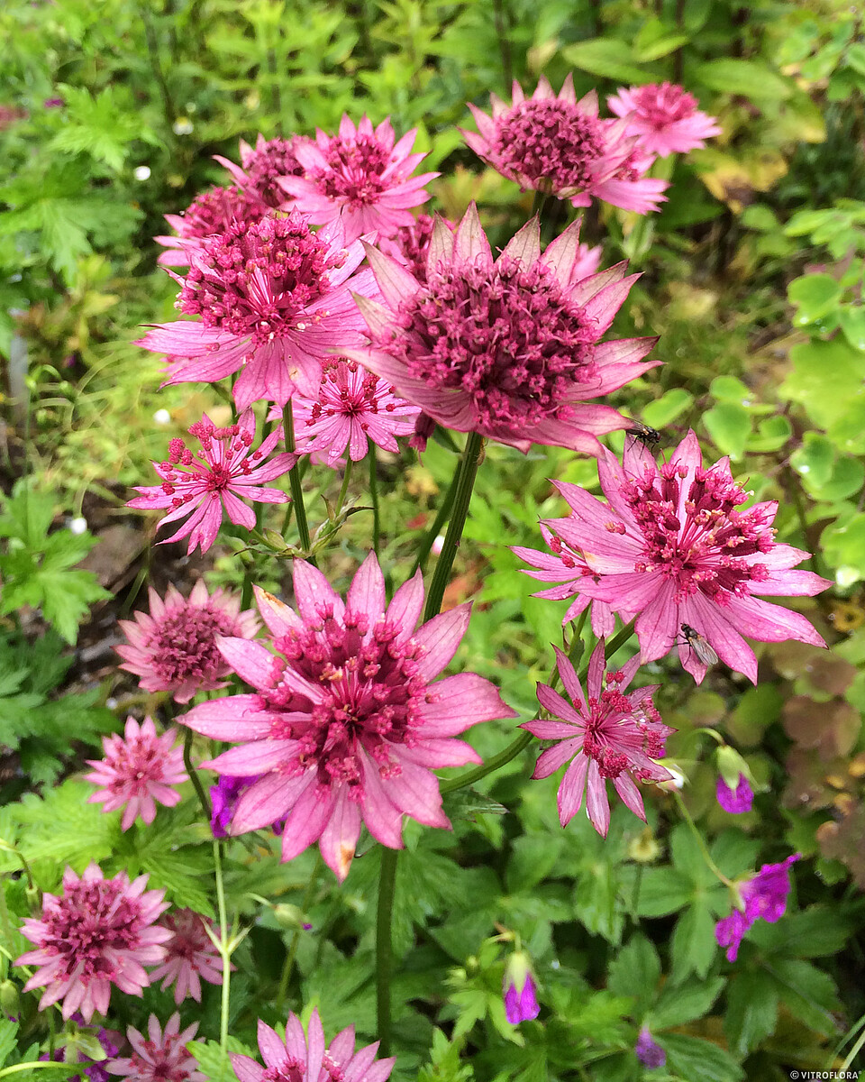 Astrantia major ROMA - jarmanka - Lukon Glads s.r.o.