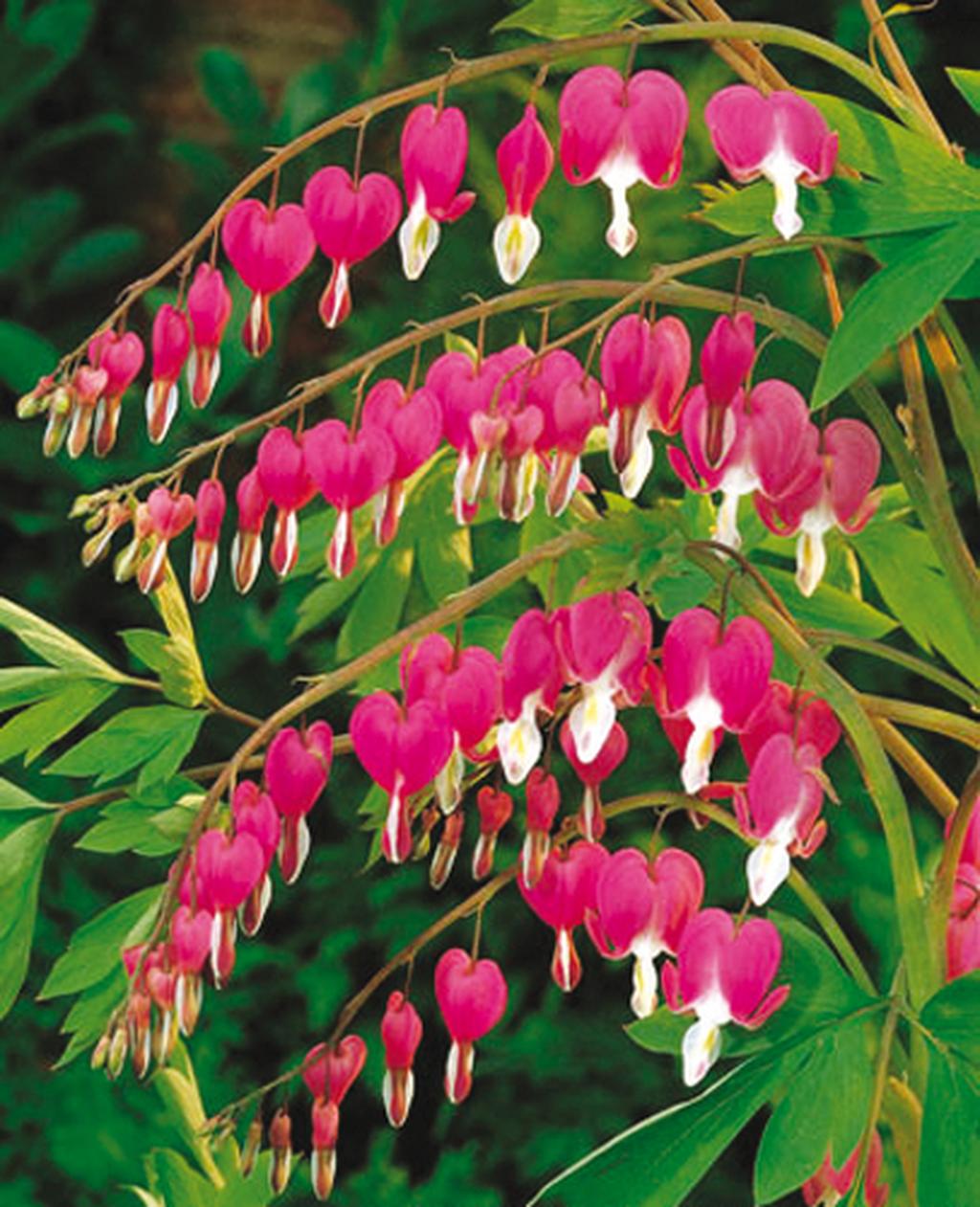 Dicentra spectabilis - srdcovka nádherná, srdíčko - Lukon Glads s.r.o.