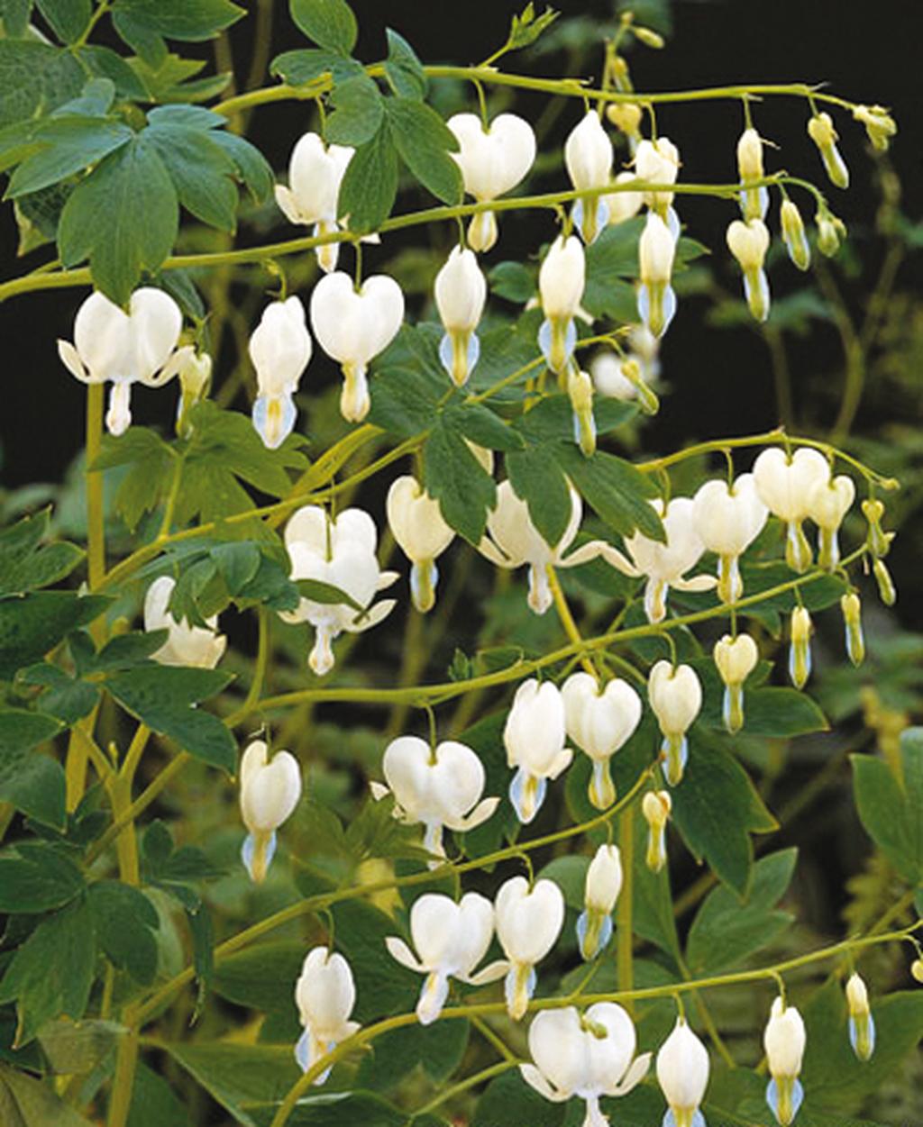 Dicentra spectabilis ALBA - srdcovka nádherná, srdíčko - Lukon Glads s.r.o.