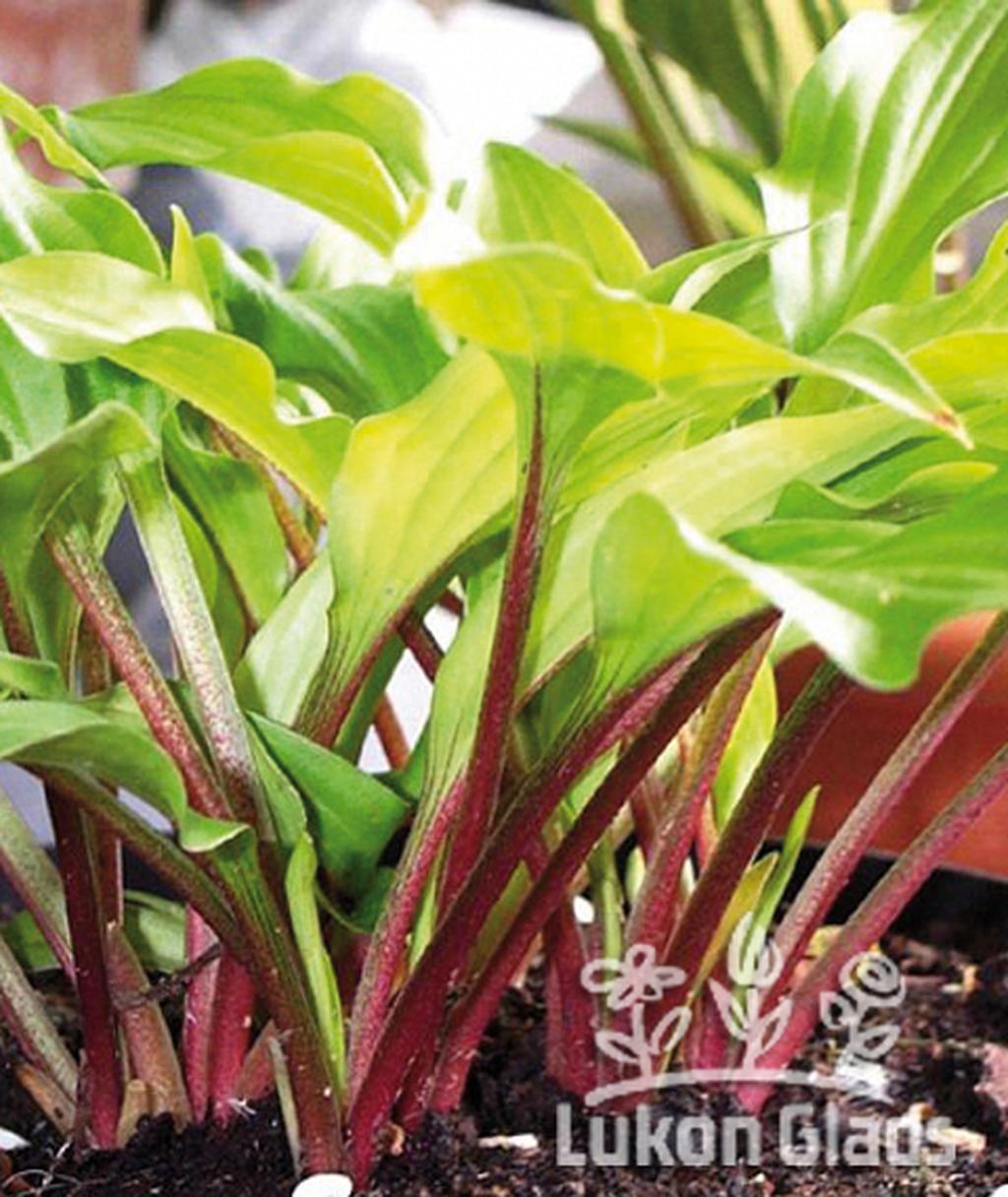 Hosta RED OCTOBER - bohyška, funkie - Lukon Glads s.r.o.