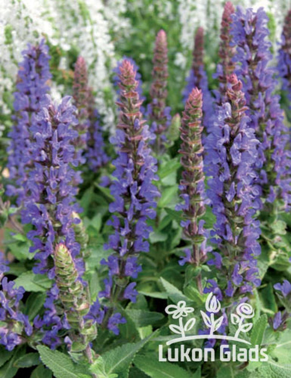 Salvia nemorosa SENSATION COMPACT DEEP BLUE - šalvěj hajní - Lukon ...