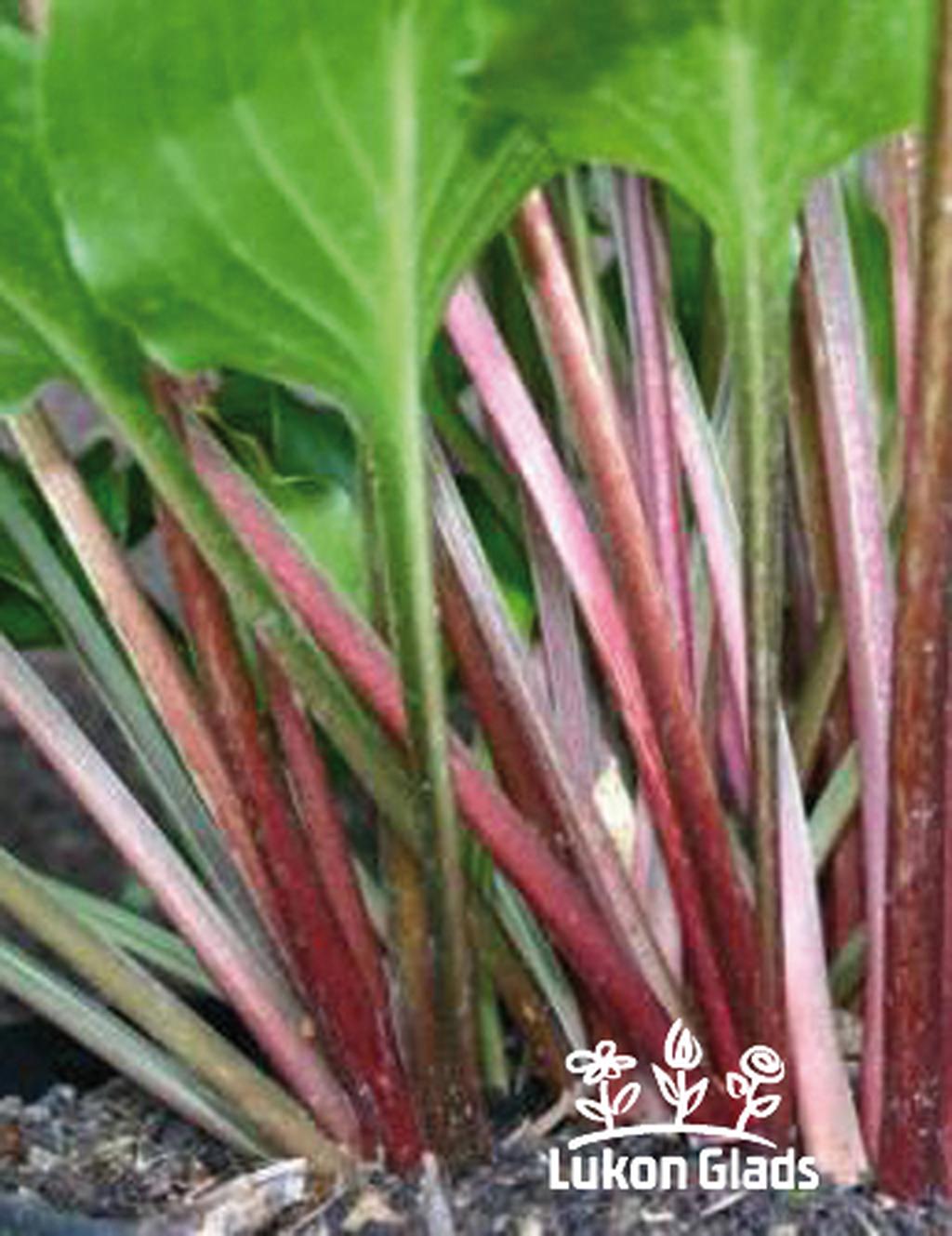 Hosta RED STEPPER - Lukon Glads s.r.o.