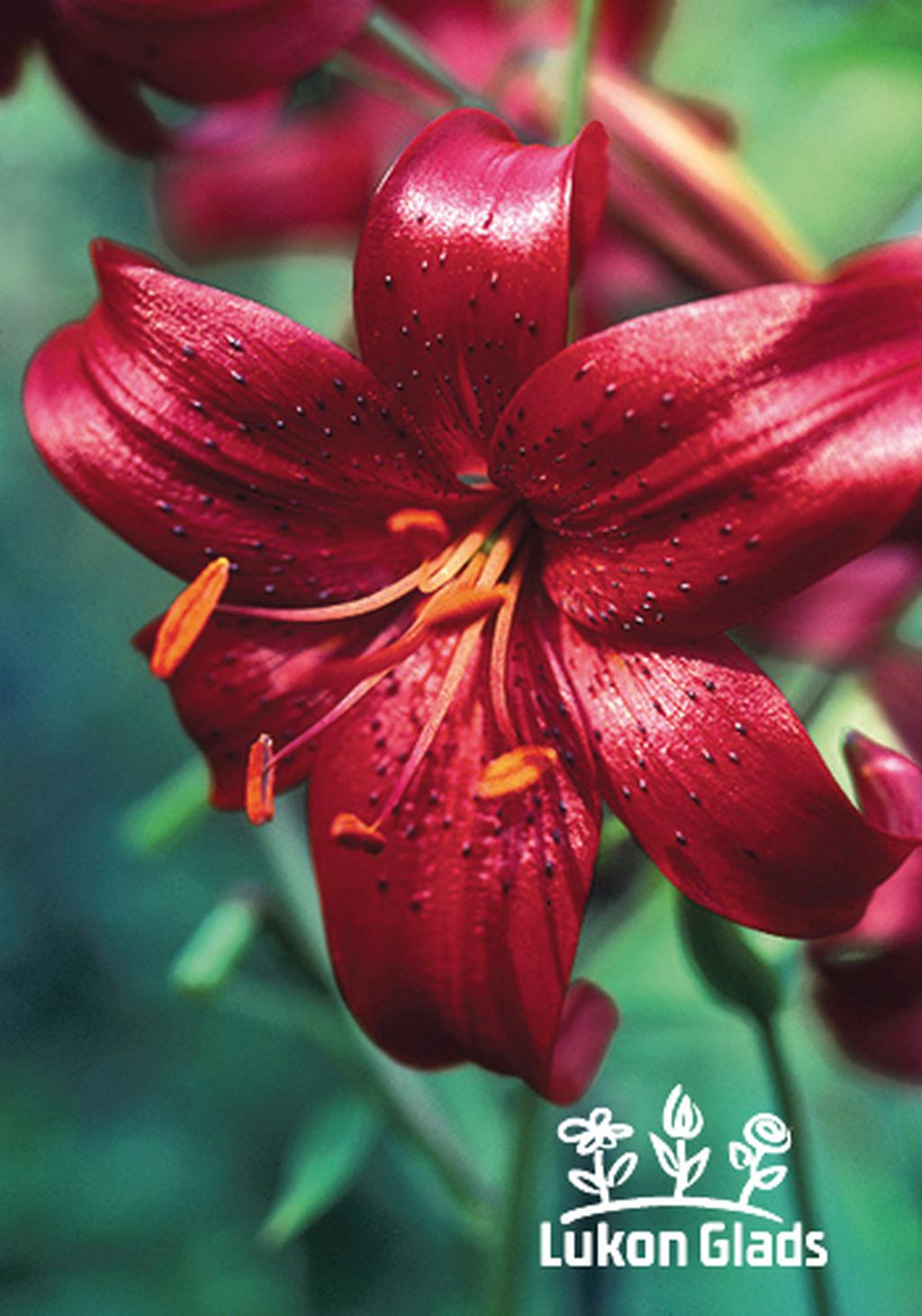 Lilie RED VELVET - lilium - Lukon Glads s.r.o.