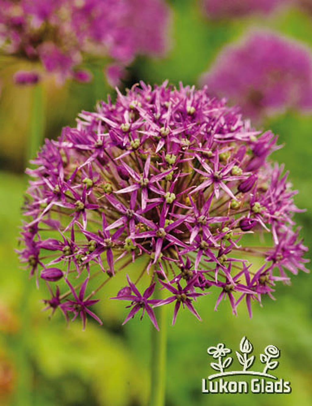 Allium stipitatum VIOLET BEAUTY - okrasný česnek, česnek stopečkatý ...