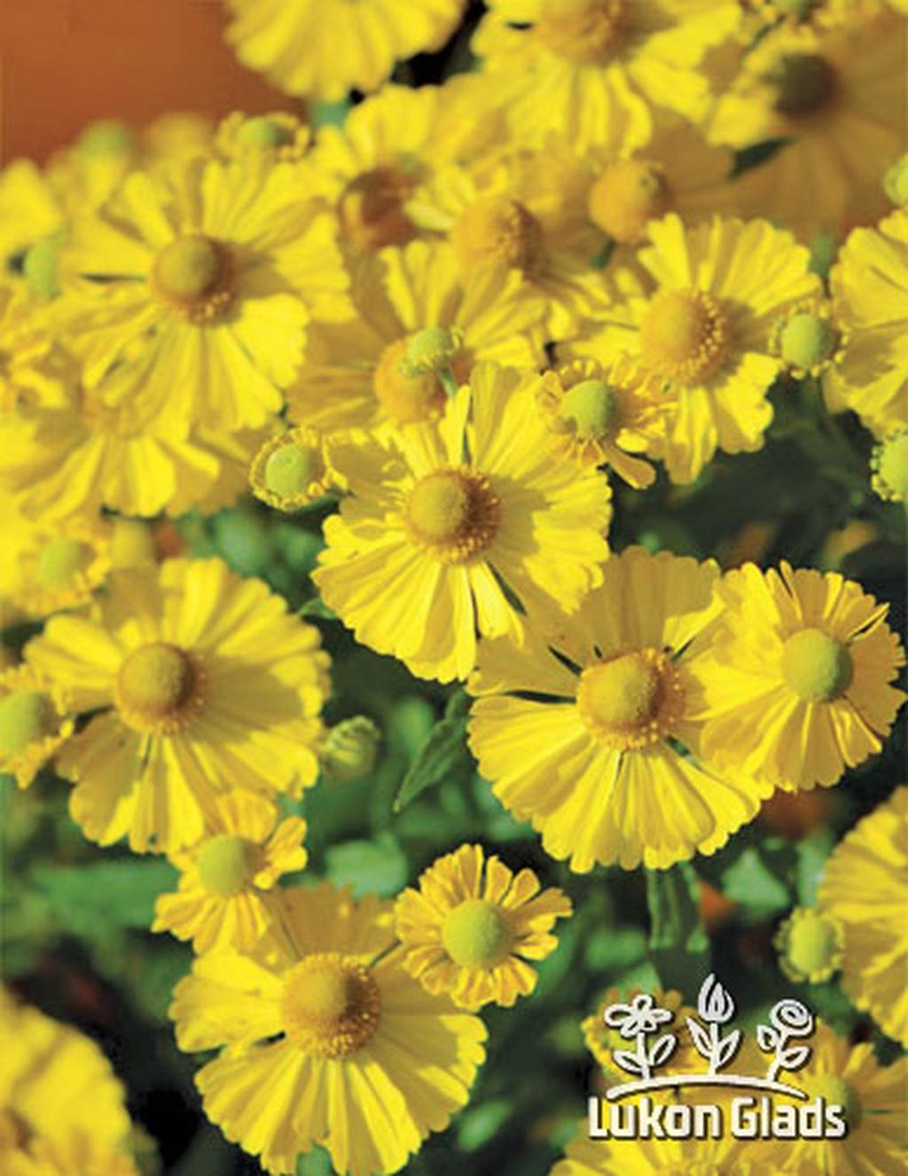 Helenium autumnale HELENA GOLD - záplevák - Lukon Glads s.r.o.