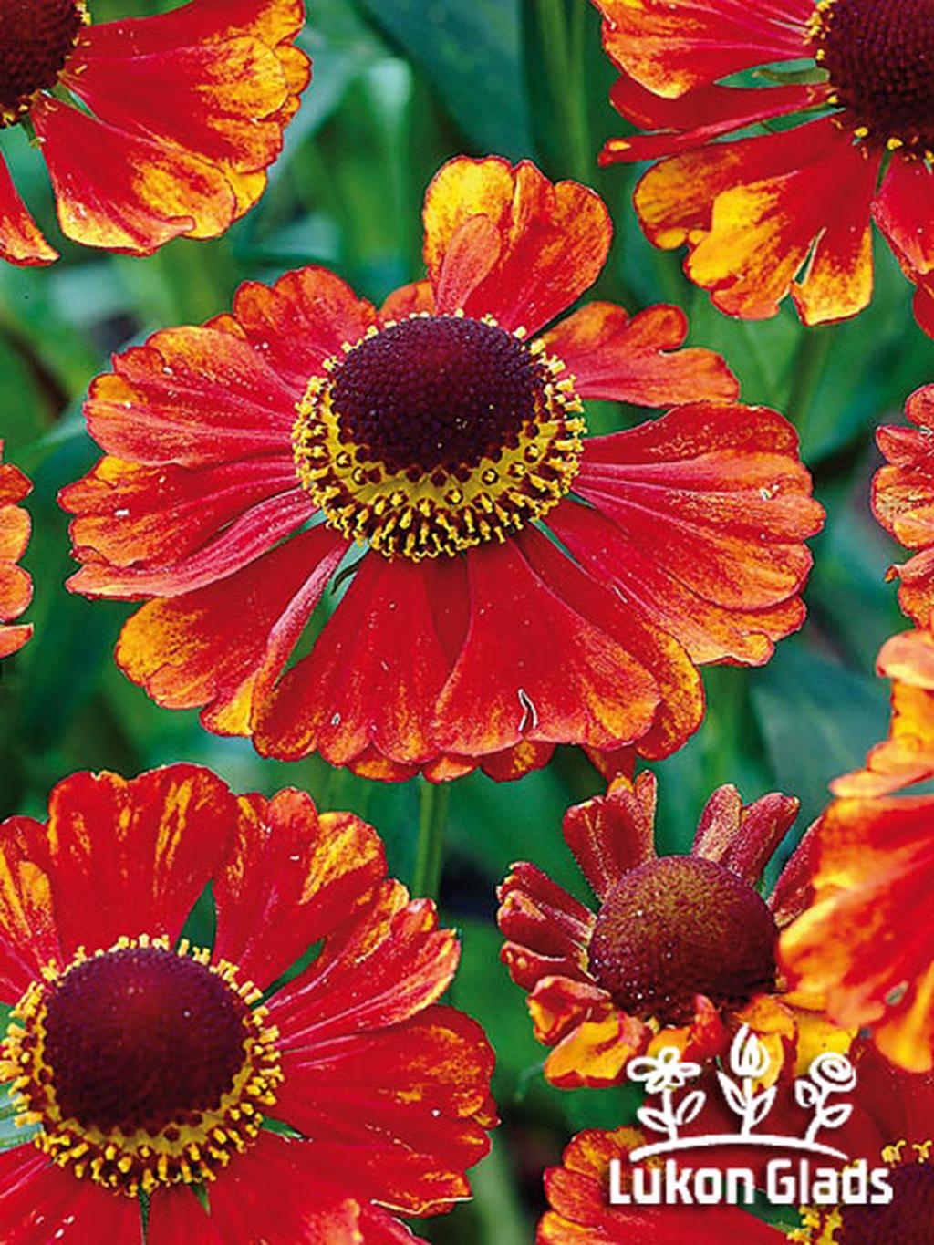 Helenium CHELSEY - záplevák - Lukon Glads s.r.o.