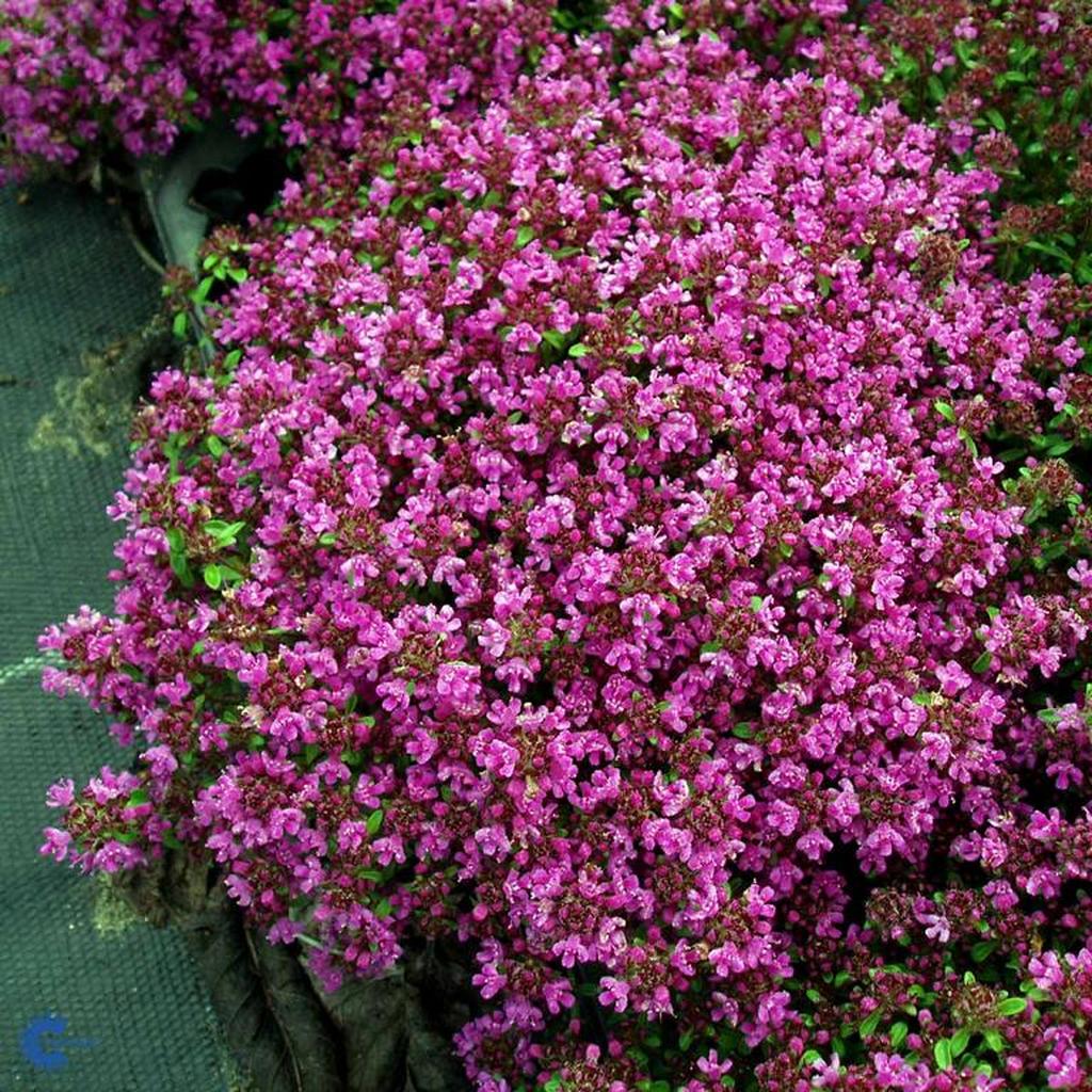Thymus praecox COCCINEUS - Lukon Glads s.r.o.