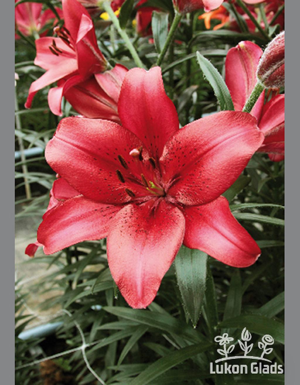 Lilie RED COUNTY - lilium - Lukon Glads s.r.o.