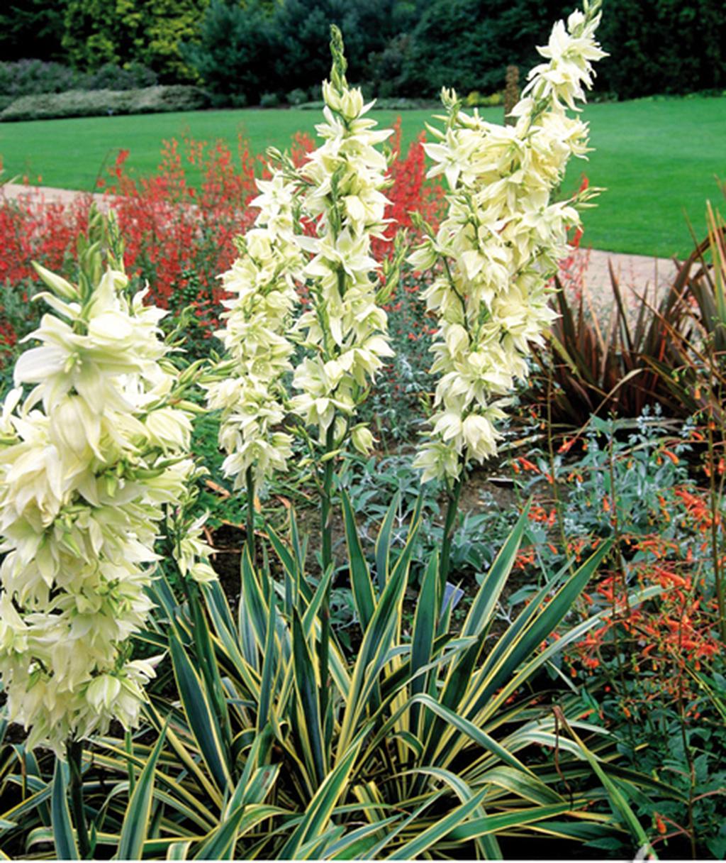Yucca filamentosa BRIGHT EDGE - Lukon Glads s.r.o.