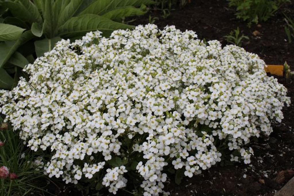 Arabis caucasica AUBRIS WHITE - Lukon Glads s.r.o.