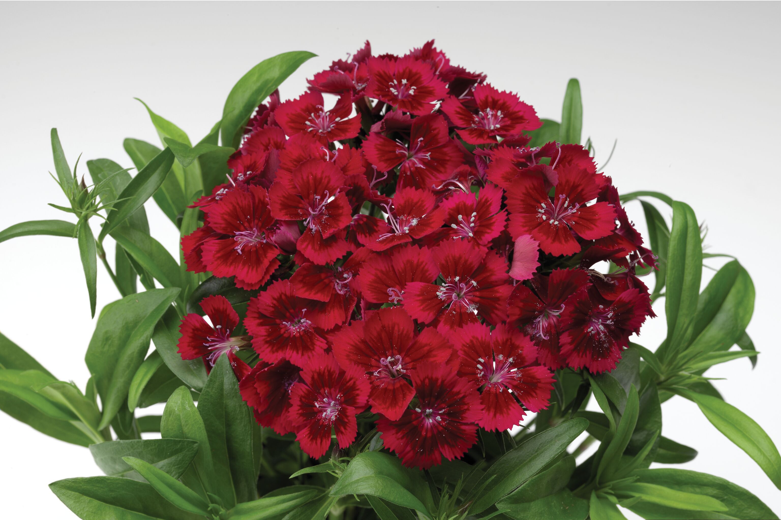 Dianthus SWEET BLACK CHERRY - hvozdík - Lukon Glads s.r.o.