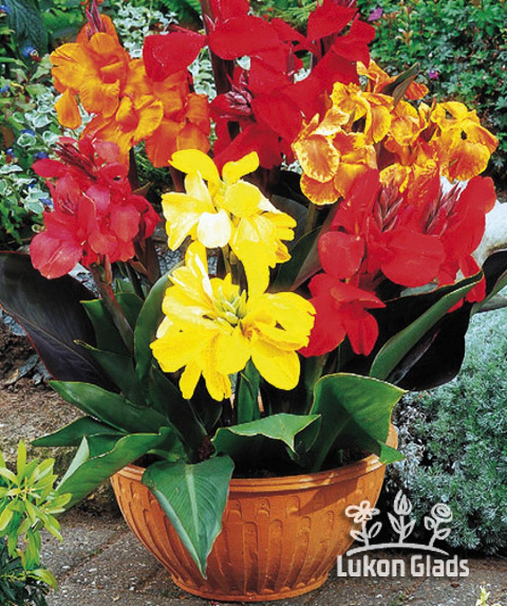 Canna MIX nízké - dosna směs - Lukon Glads s.r.o.