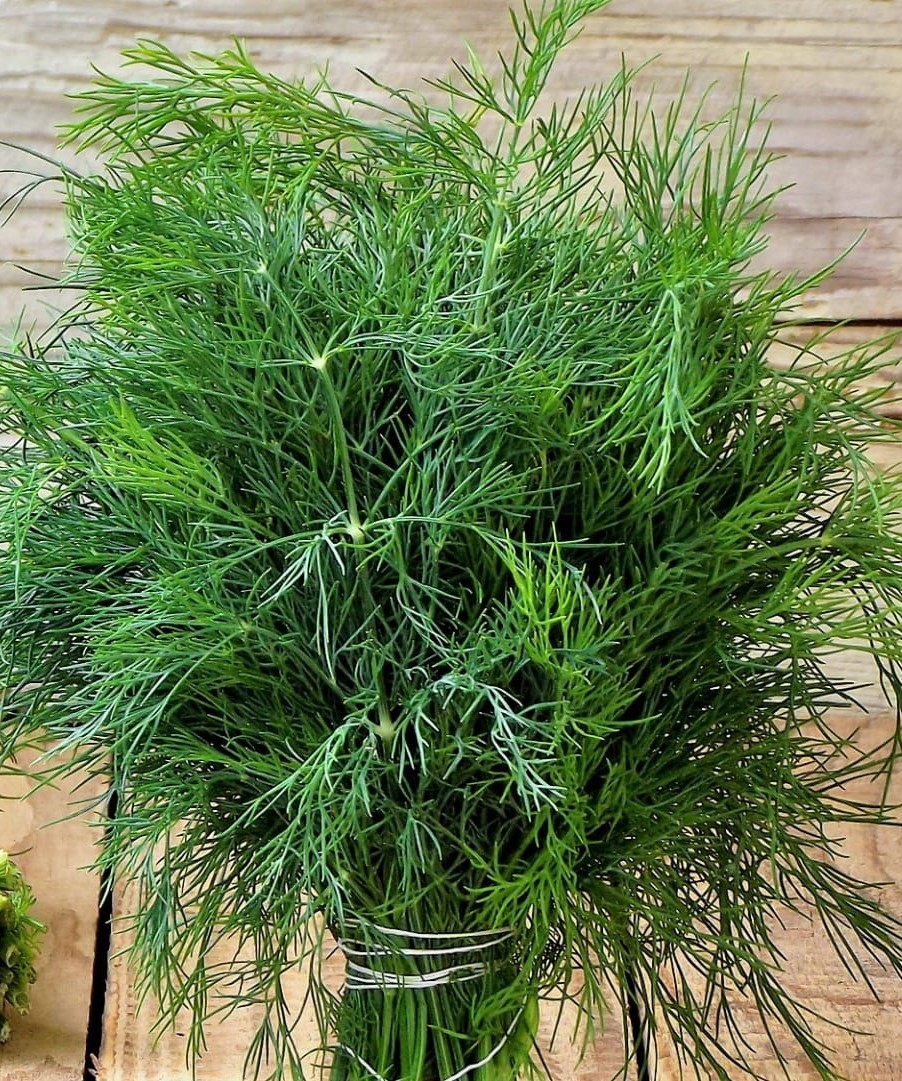 Kopr MAMUT - anethum graveolens - Lukon Glads s.r.o.