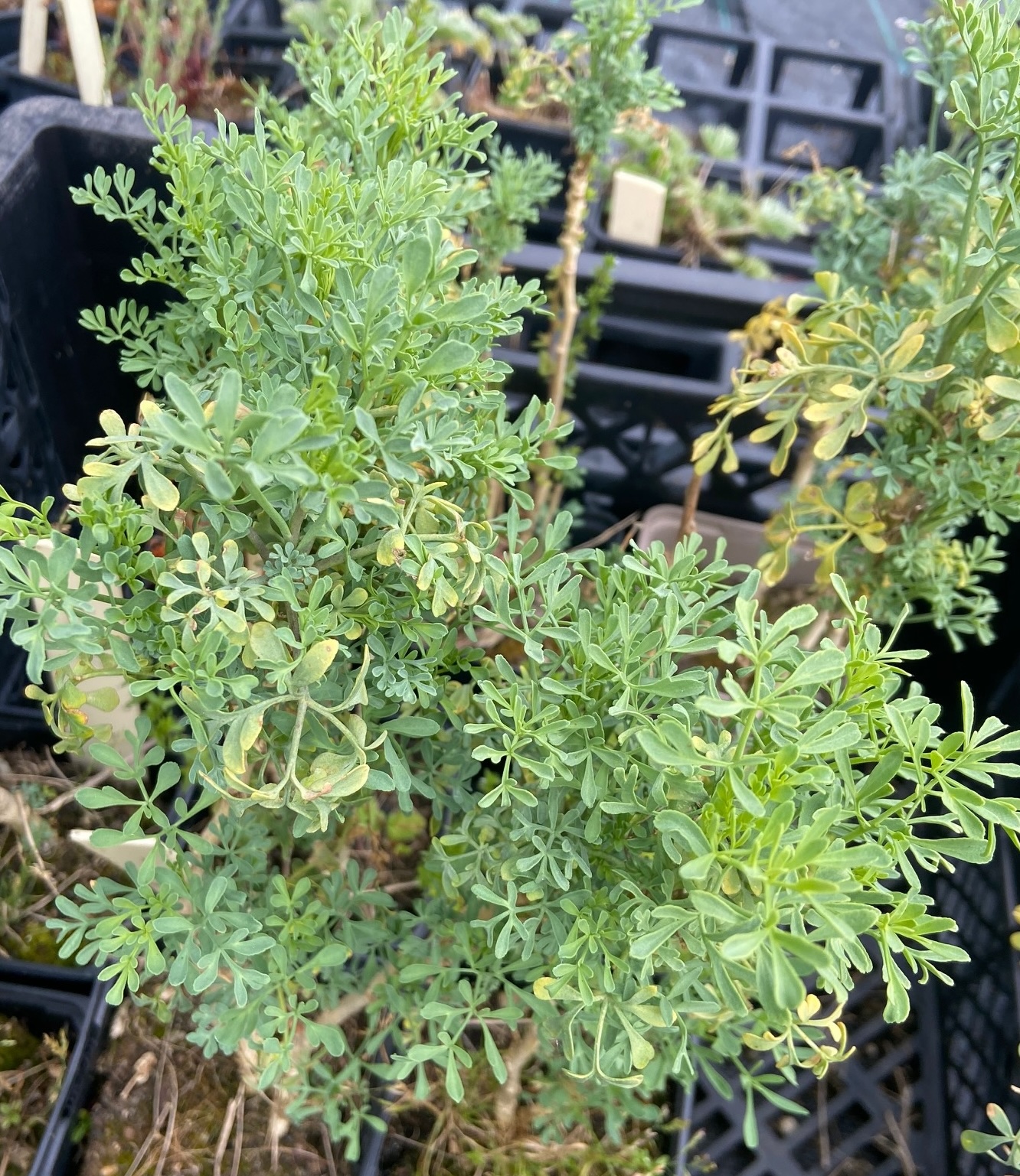 Routa vonná - ruta graveolens - Lukon Glads s.r.o.