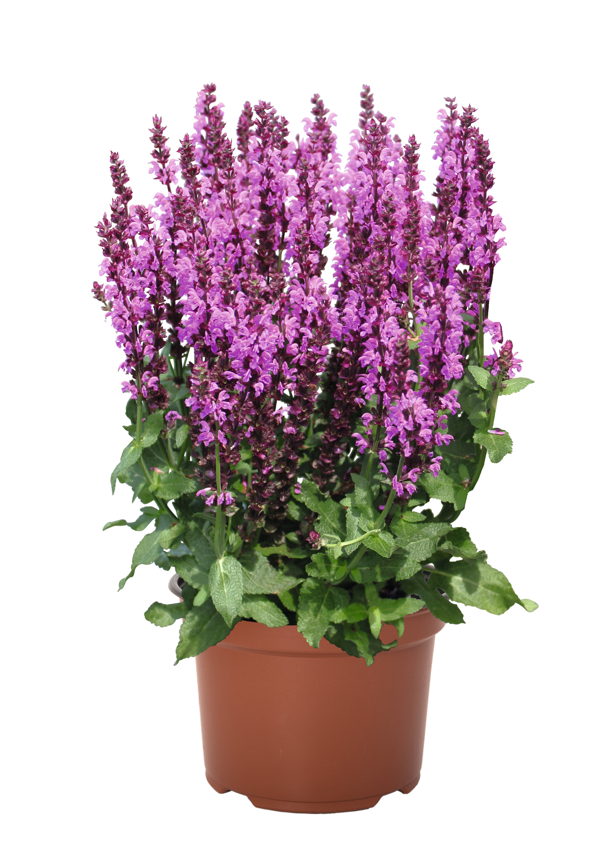 Salvia nemorosa ROYAL MAGENTA - šalvěj hajní - Lukon Glads s.r.o.