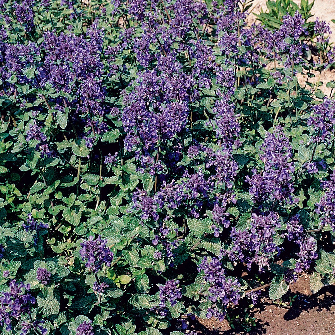 Nepeta racemosa - šanta klasnatá - Lukon Glads s.r.o.