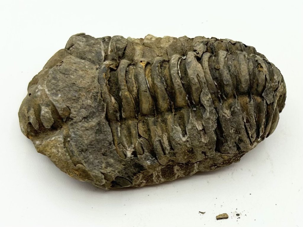 Trilobit fosilie - účinky, význam, vlastnosti I Magieprirody.cz