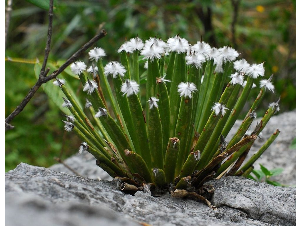 GALLERY - Malej Jarda