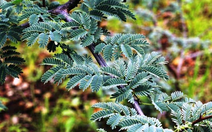 Strom akácie jako dar přírody: Jaké účinky má akáciová vláknina?