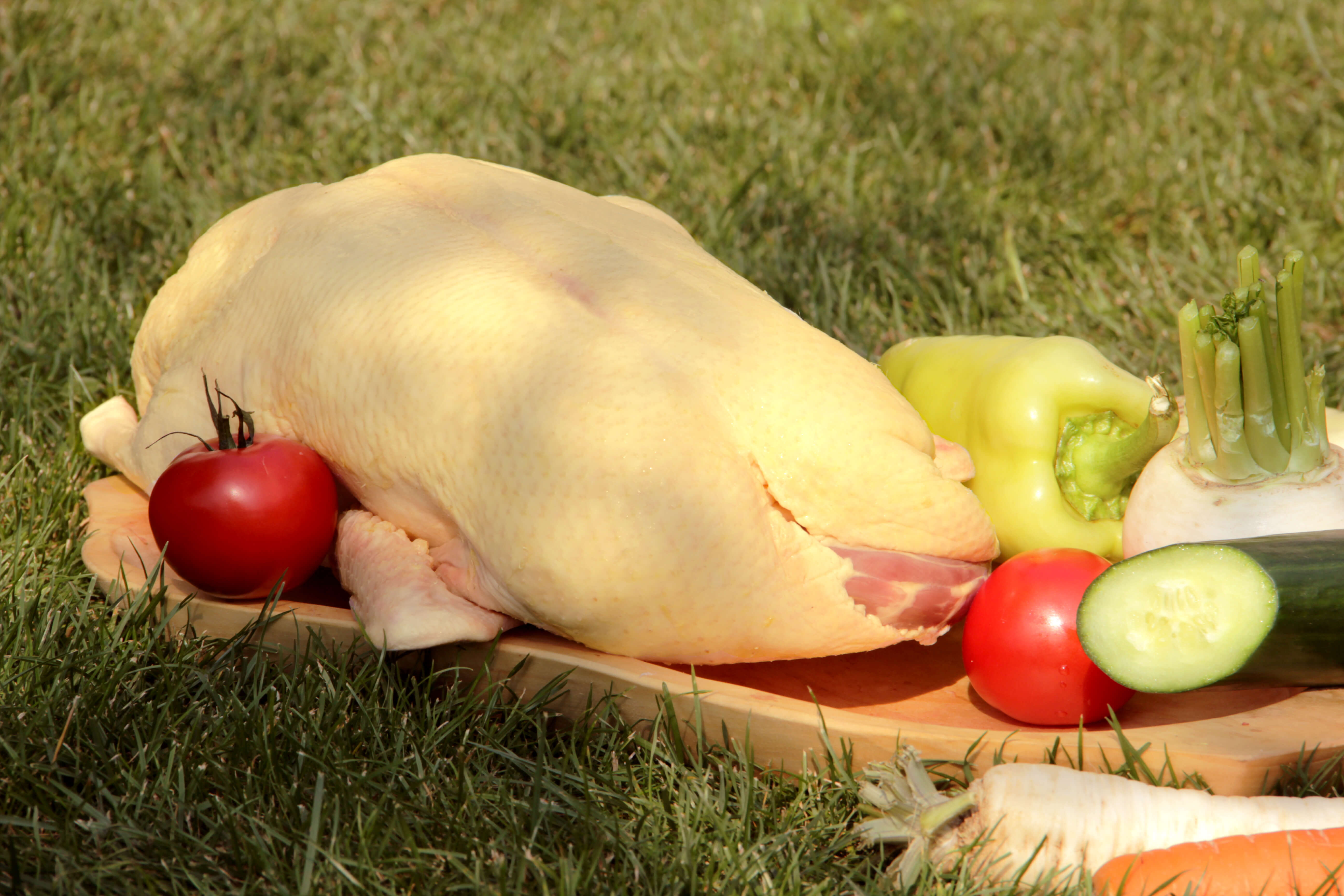 Vykŕmená domáca kačica – Mulard - Mikofood