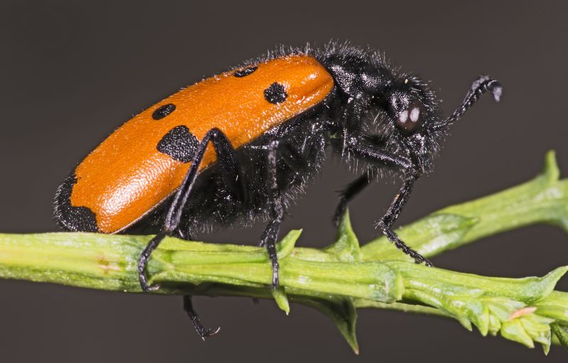 Mylabris quadripunctata, Hemolymph | MOLCHEM®