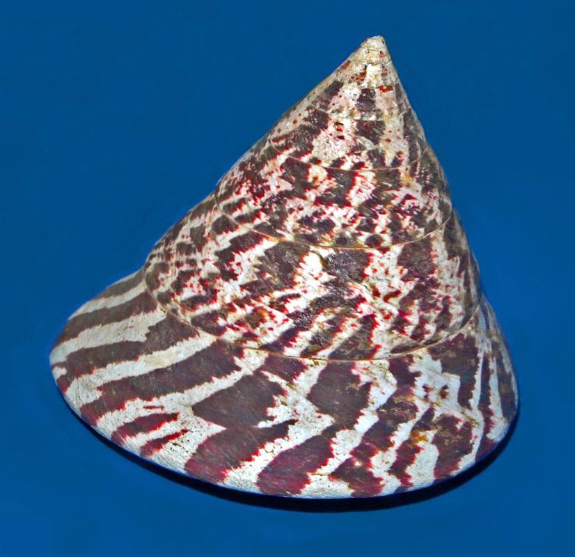 Tectus sp. - Mořské akvárium Pepinův útes