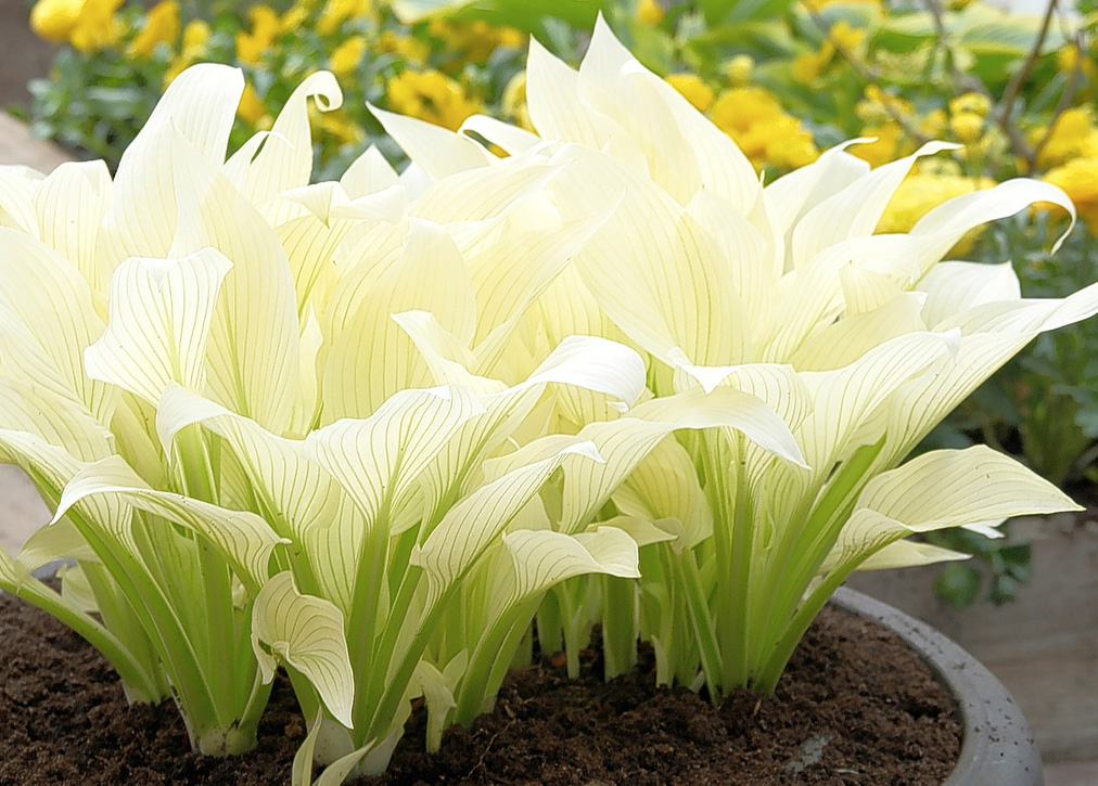 Bohyška (Hosta) ´WHITE FEATHER´ - Motyčkov.cz
