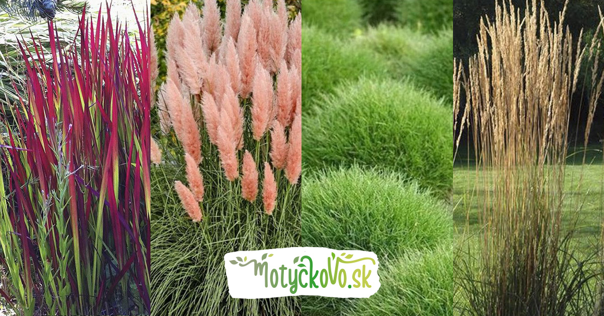 Okrasné trávy do záhrady či na balkón