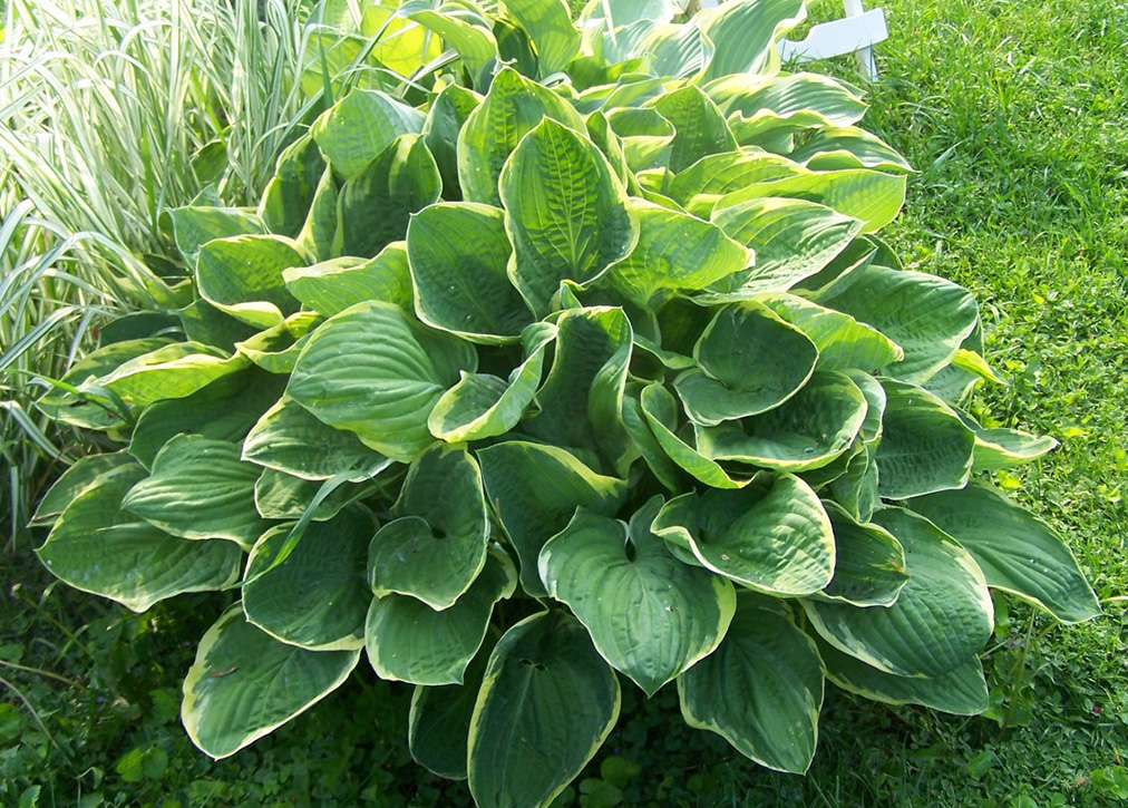 Hosta ´CHRISTMAS TREE´ - Motyčkovo.sk