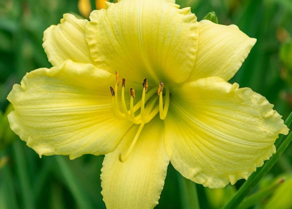 Ľaliovka hybridná (Hemerocallis hybrida) ´BIG TIME HAPPY´ - Motyčkovo.sk